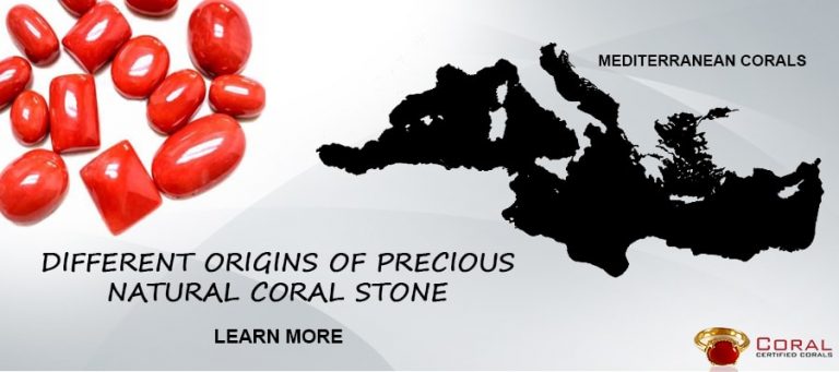 Coral Stone Blog - Everything You Need To Know About Coral